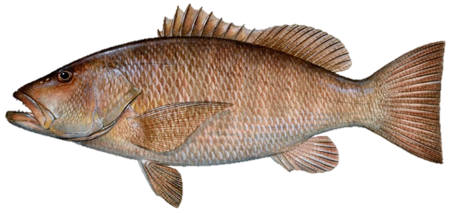 Snapper, Cubera | Gulf Council