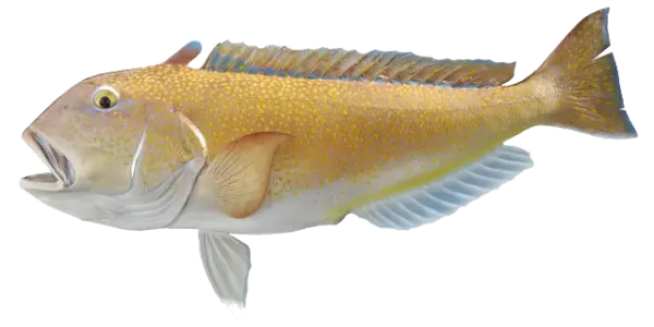 Tilefish, Golden | Gulf Council