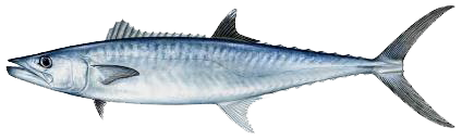 Mackerel, King | Gulf Council