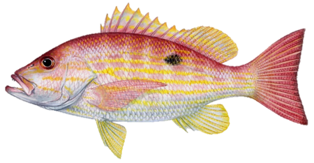 Snapper, Lane | Gulf Council