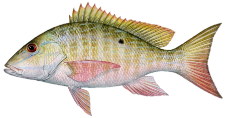 Snapper, Mutton | Gulf Council