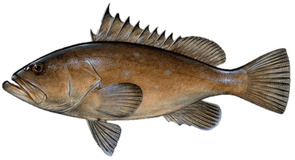 Grouper, Warsaw | Gulf Council