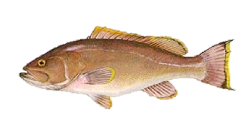 Grouper, Yellowedge | Gulf Council