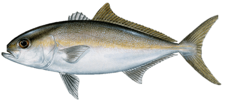 Amberjack, Lesser | Gulf Council