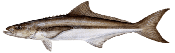 Cobia | Gulf Council