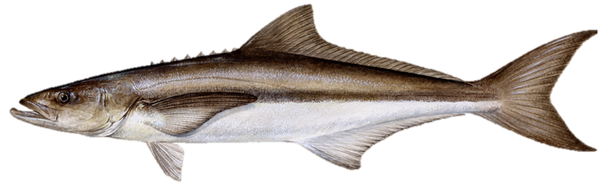 Cobia | Gulf Council