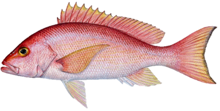 Snapper, Silk | Gulf Council