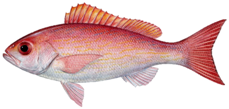 Snapper, Vermilion | Gulf Council