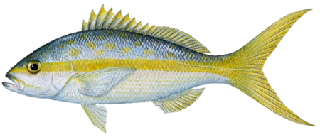 Snapper, Yellowtail | Gulf Council