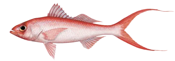 Snapper, Queen | Gulf Council