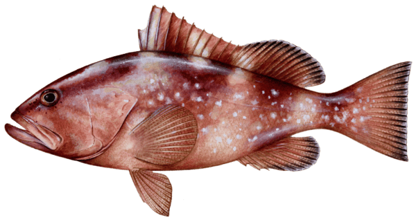Grouper, Red | Gulf Council