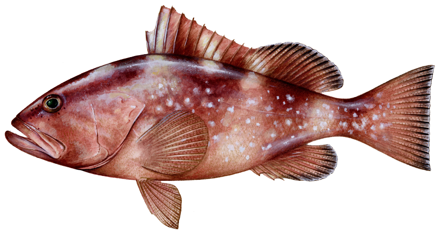 Grouper, Red | Gulf Council