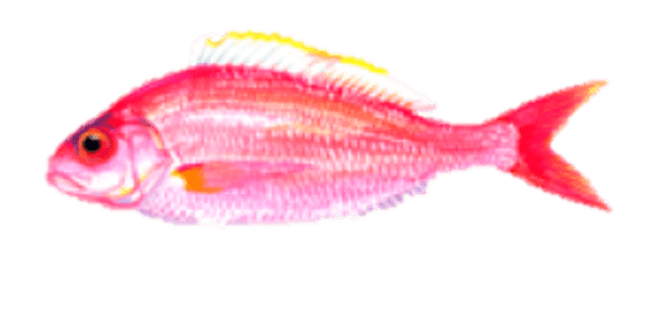 Snapper, Wenchman | Gulf Council