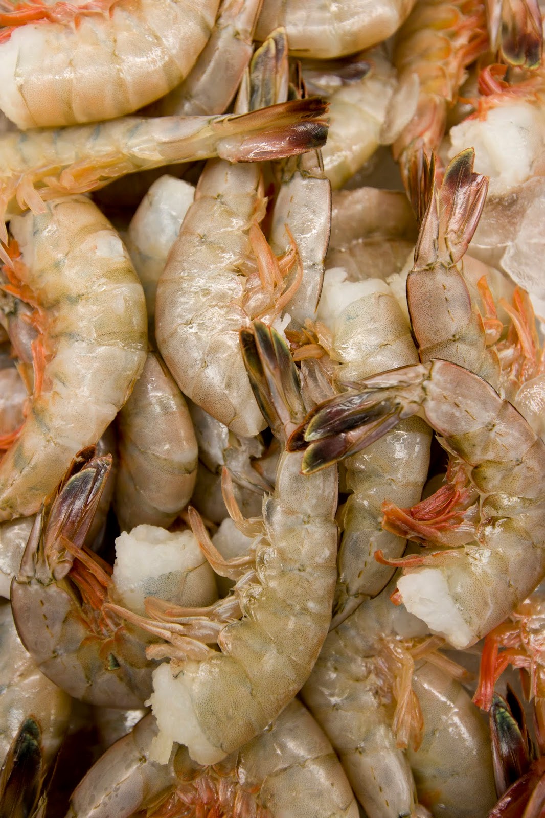 Gulf Council to Hold a Shrimp Advisory Panel Meeting | Gulf Council