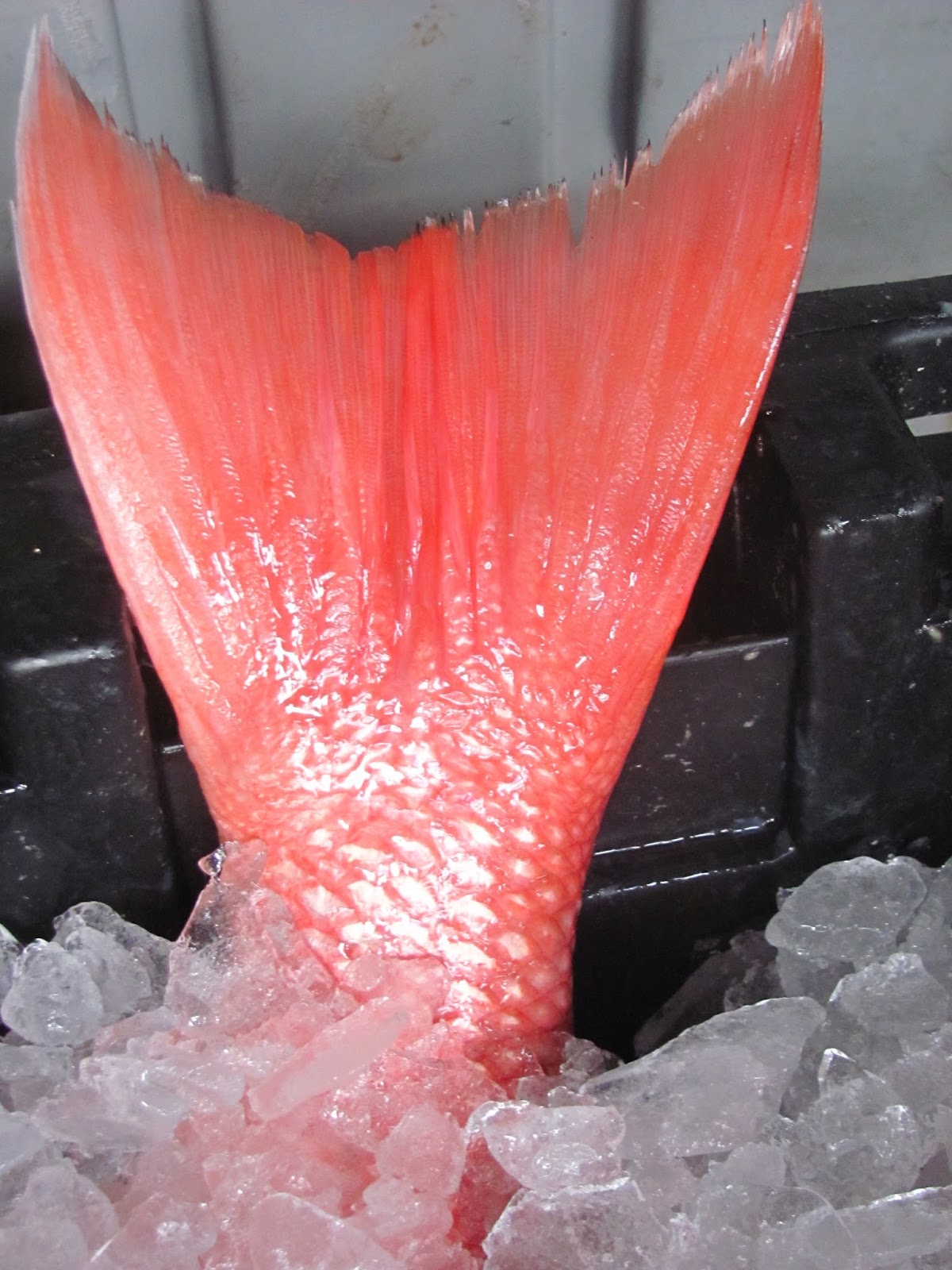 More Fish, Less Fishing? | Gulf Council