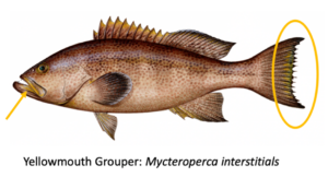 You Had Me at Yellow….The Yellow Groupers and How to Identify Them ...