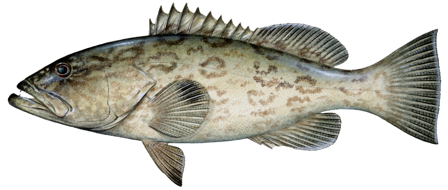 Grouper, Gag | Gulf Council