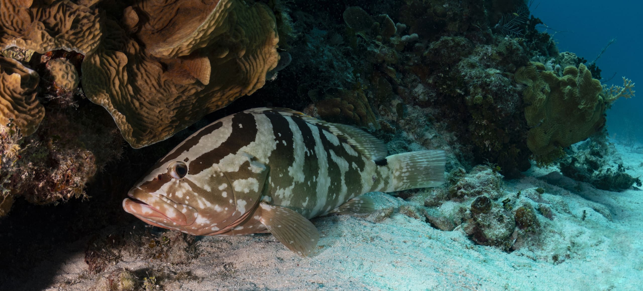 Gulf Council Hosts Special Comment Session During the April Council ...