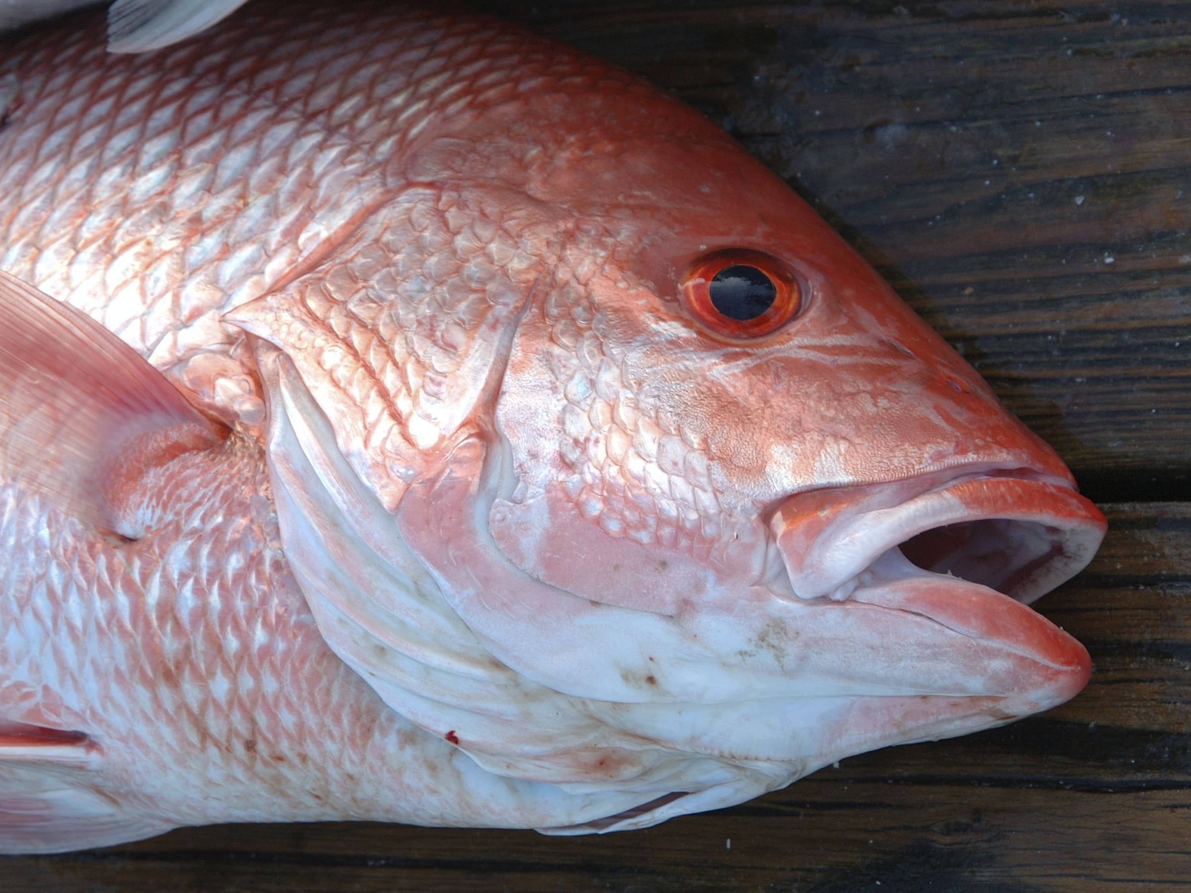 NOAA Fisheries Announces the 2025 Gulf Red Snapper Recreational Federal ...