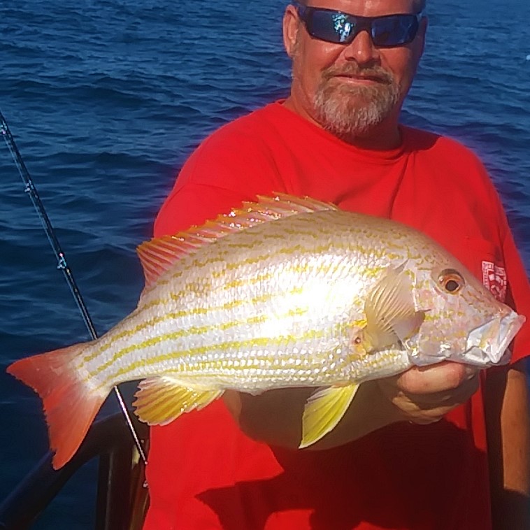 Gulf Council Recommends Increasing the Lane Snapper Minimum Size Limit ...