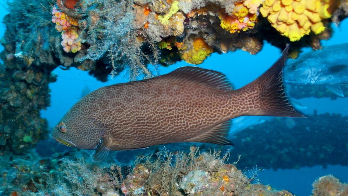 Gulf Council Recommends Catch Limit Reductions and Recreational Season ...